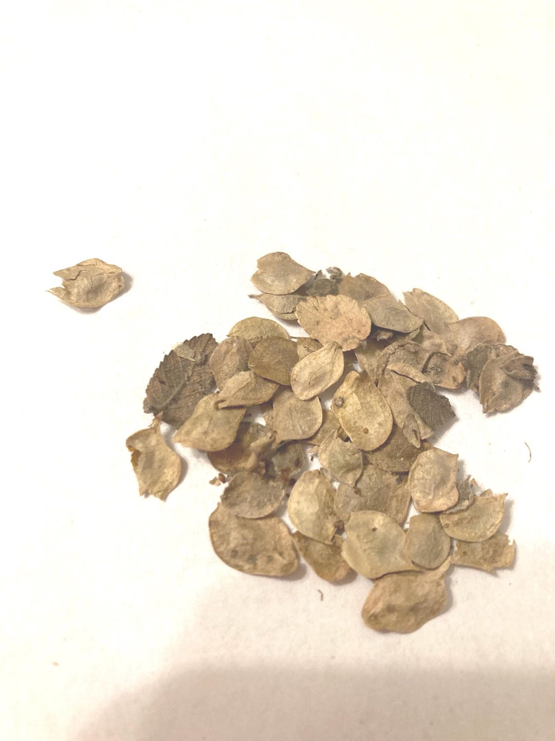 Cedar Elm Tree Seeds ULMUS CRASSIFOLIA - Etsy