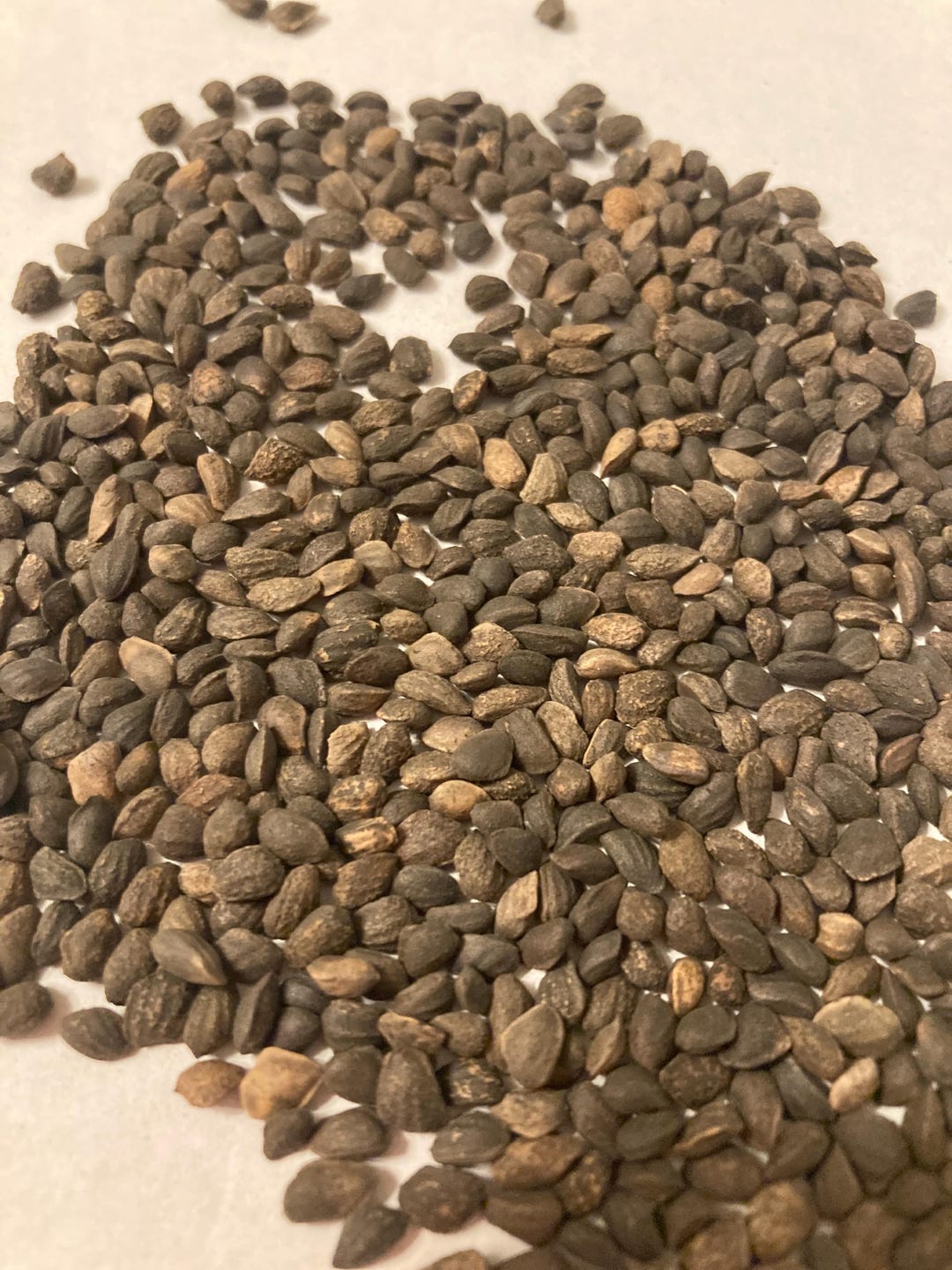 Loblolly Pine Tree Seeds PINUS TAEDA crop Harvested 2022 - Etsy