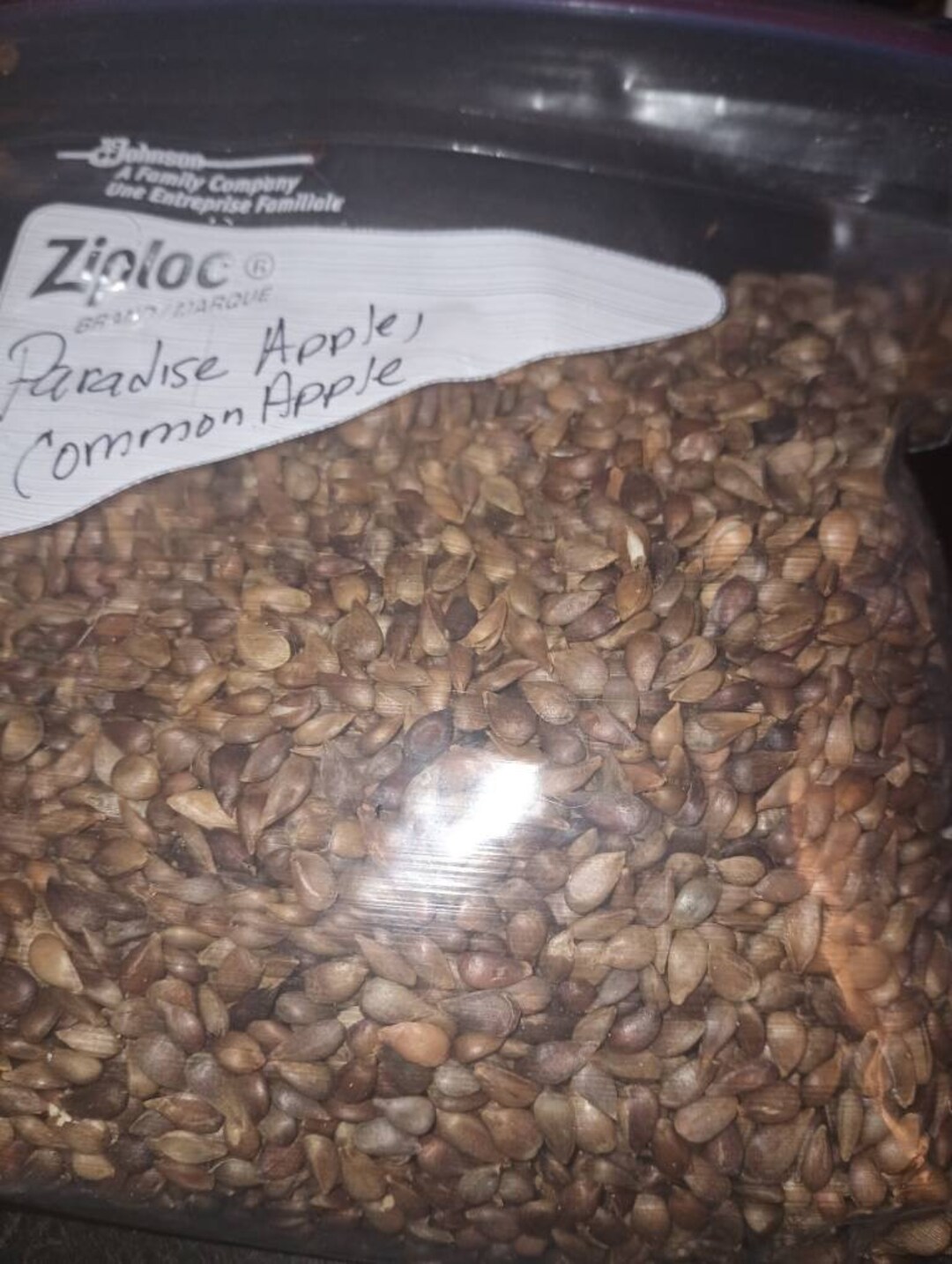 Common Apple Tree Seeds malus Pumila paradise Apple - Etsy