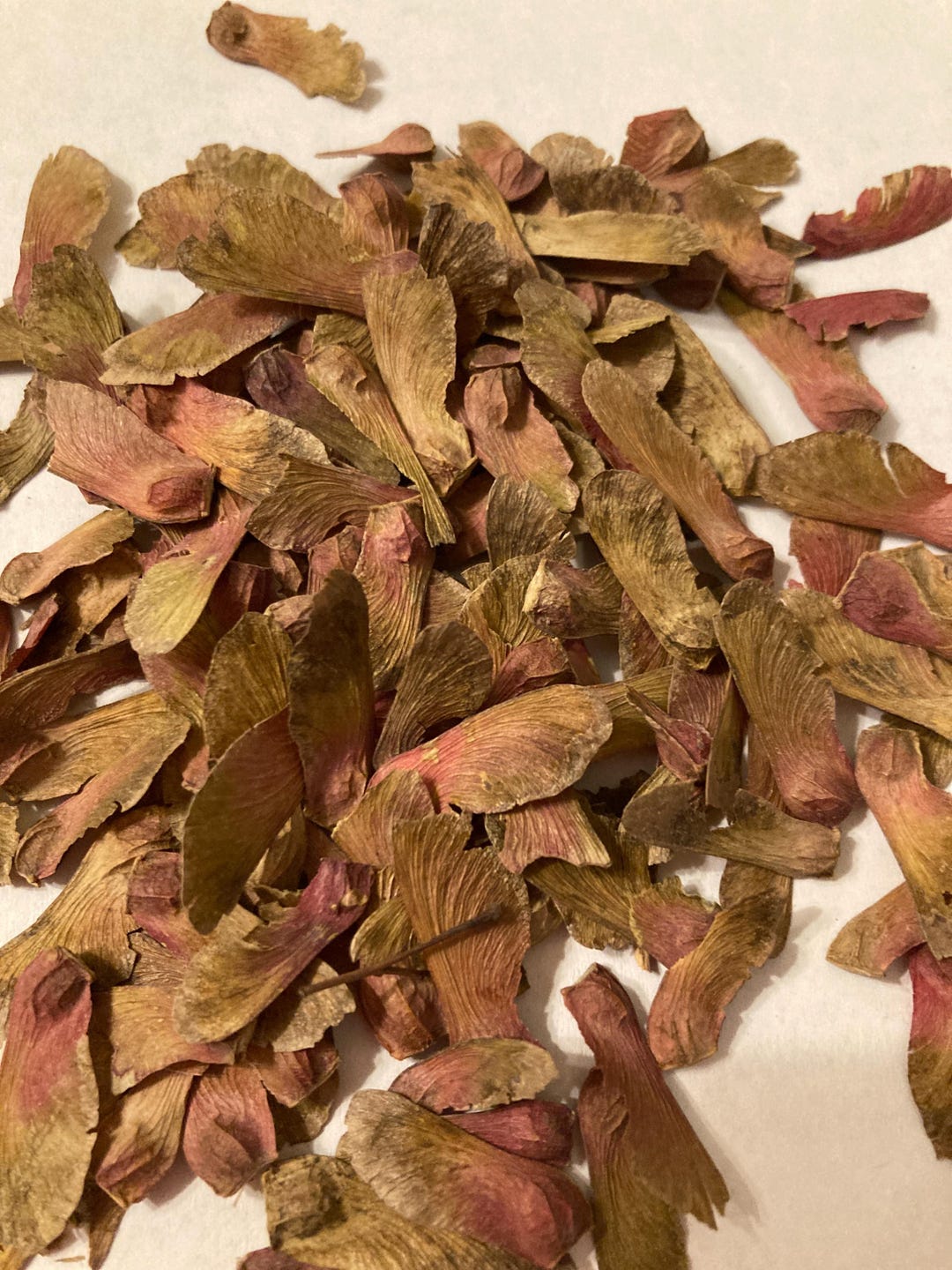 Big Red Bamboo Japanese Maple Tree Seeds (ACER PALMATUM ‘beni Otake ...