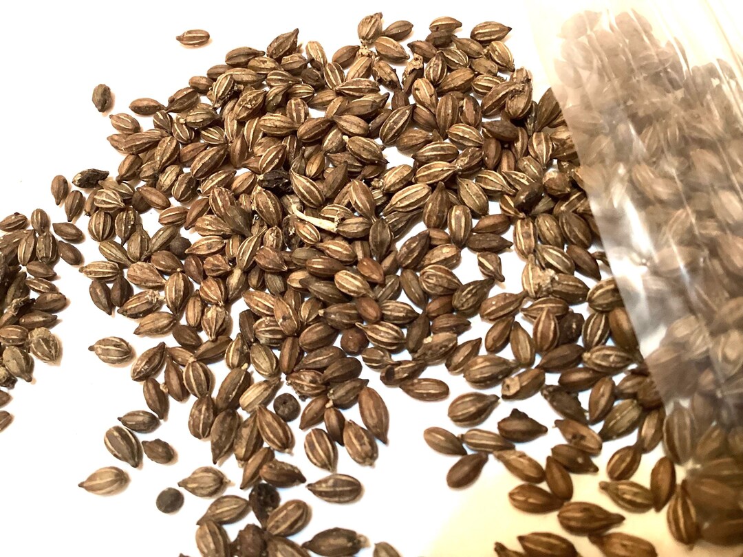 Cherry Silverberry Tree Seeds (ELAEAGNUS MULTIFLORA) (cherry Elaeagnus ...