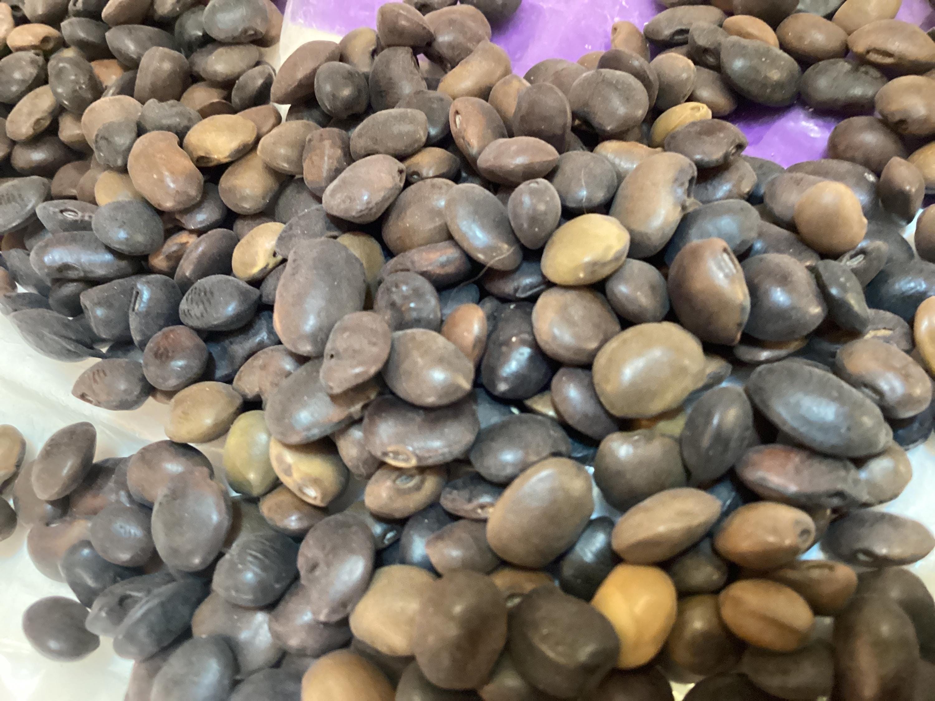 Japanese Pagoda Tree Seeds (SOPHORA JAPONICA) (chinese Scholar Tree) - Etsy