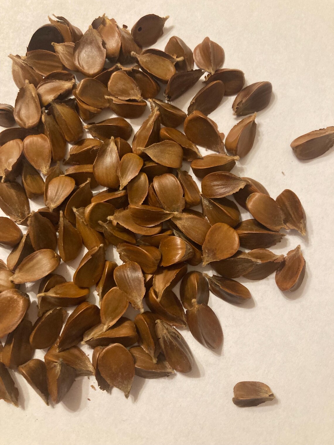 European Beech Tree Seeds (FAGUS SYLVATICA) (beechnut) - Etsy