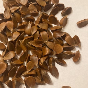 European Beech Tree Seeds (FAGUS SYLVATICA) (beechnut) - Etsy