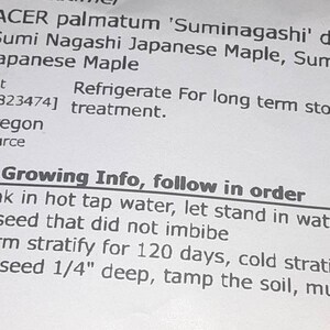 Suminagashi Japanese Maple Tree Seeds (acer Palmatum) - Etsy