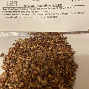 Western Larch Tree Seeds LARIX OCCIDENTALIS - Etsy