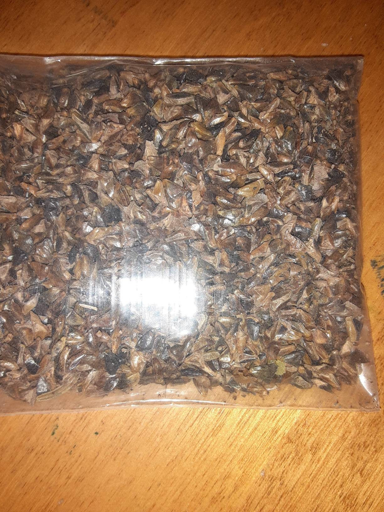 Bracted Balsam Fir Tree Seeds canaan Fir - Etsy