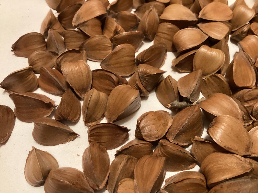American Beech Tree Seeds (FAGUS GRANDIFOLIA) (beechnut) - Etsy