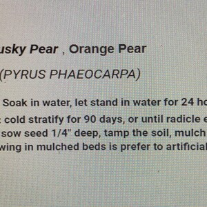 Dusky Pear Tree Seeds (PYRUS PHAEOCARPA) (orange Pear) - Etsy