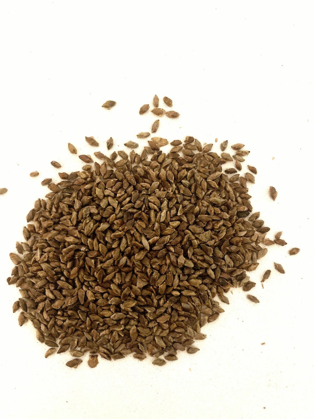 Western Hemlock Tree Seeds (TSUGA HETEROPHYLLA) - Etsy