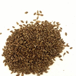 Western Hemlock Tree Seeds (TSUGA HETEROPHYLLA) - Etsy