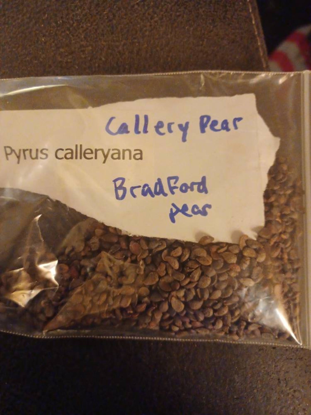 Callery Pear Tree Seeds pyrus Calleryana - Etsy