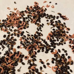 Sally Wattle Tree Seeds (ACACIA MELANOXYLON) - Etsy