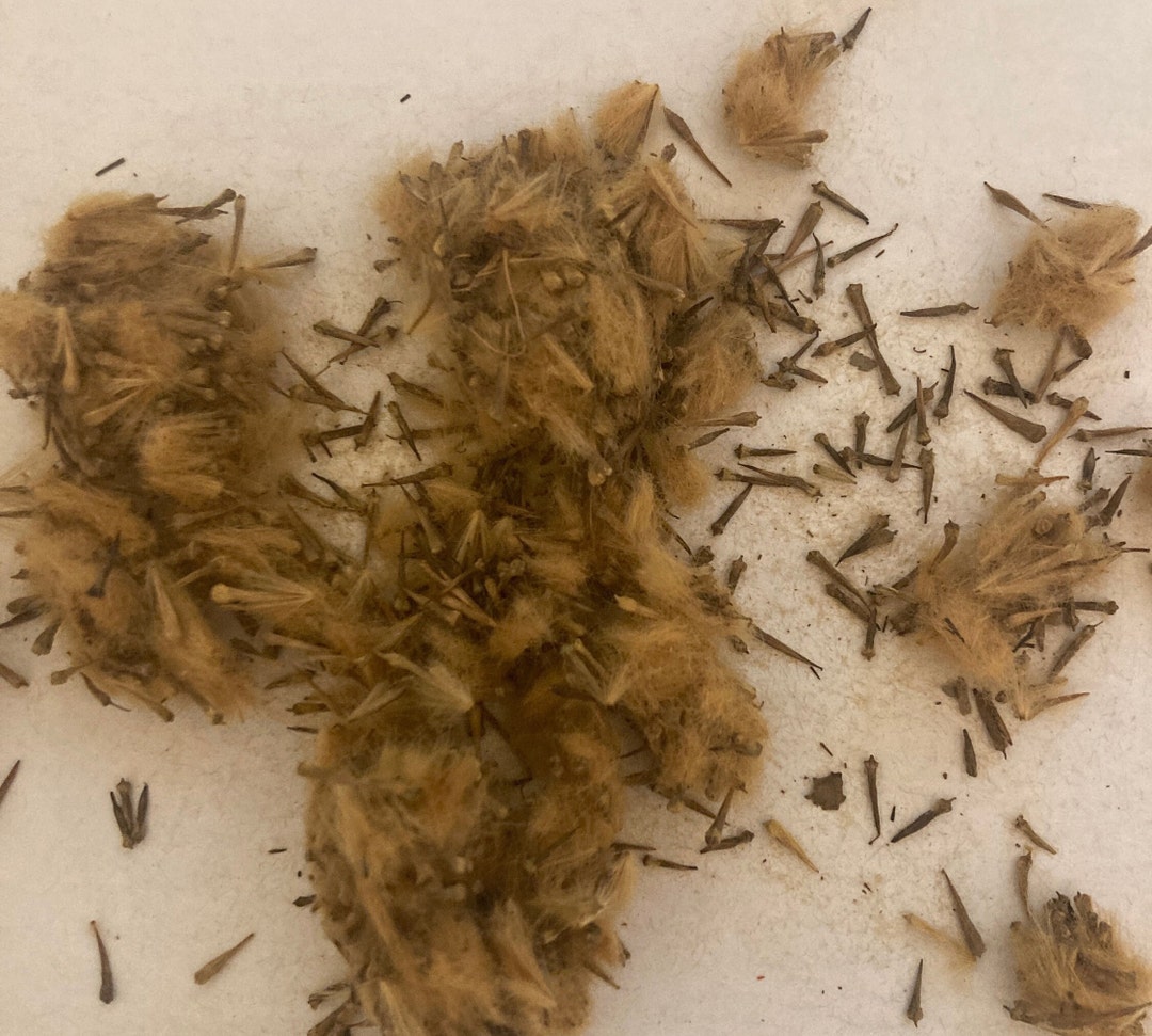 American Plane Tree Seeds (PLATANUS OCCIDENTALIS Broken Heads) (water ...