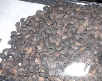 Loblolly Pine Tree Seeds pinus Taeda | Etsy