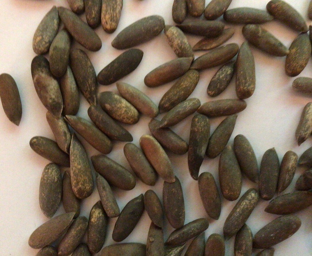Chilgoza Pine Tree Seeds PINUS GERARDIANA - Etsy