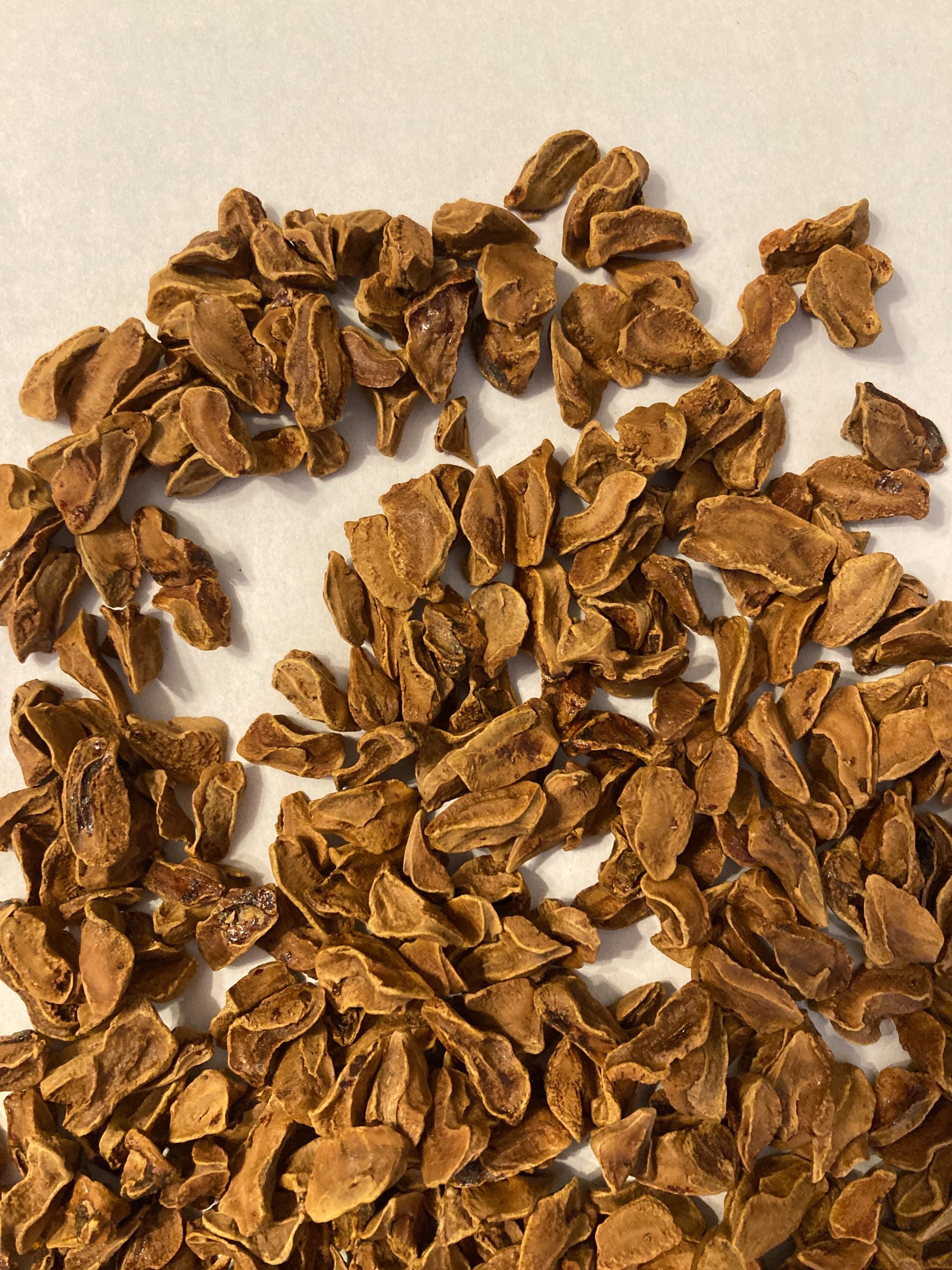 Bald Cypress Tree Seeds (TAXODIUM DISTICHUM) (southern Sourced) - Etsy