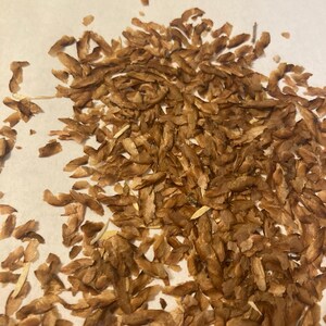 Toon Tree Seeds (TOONA CILIATA) (australian Red Cedar ,red Cedar, Toon ...