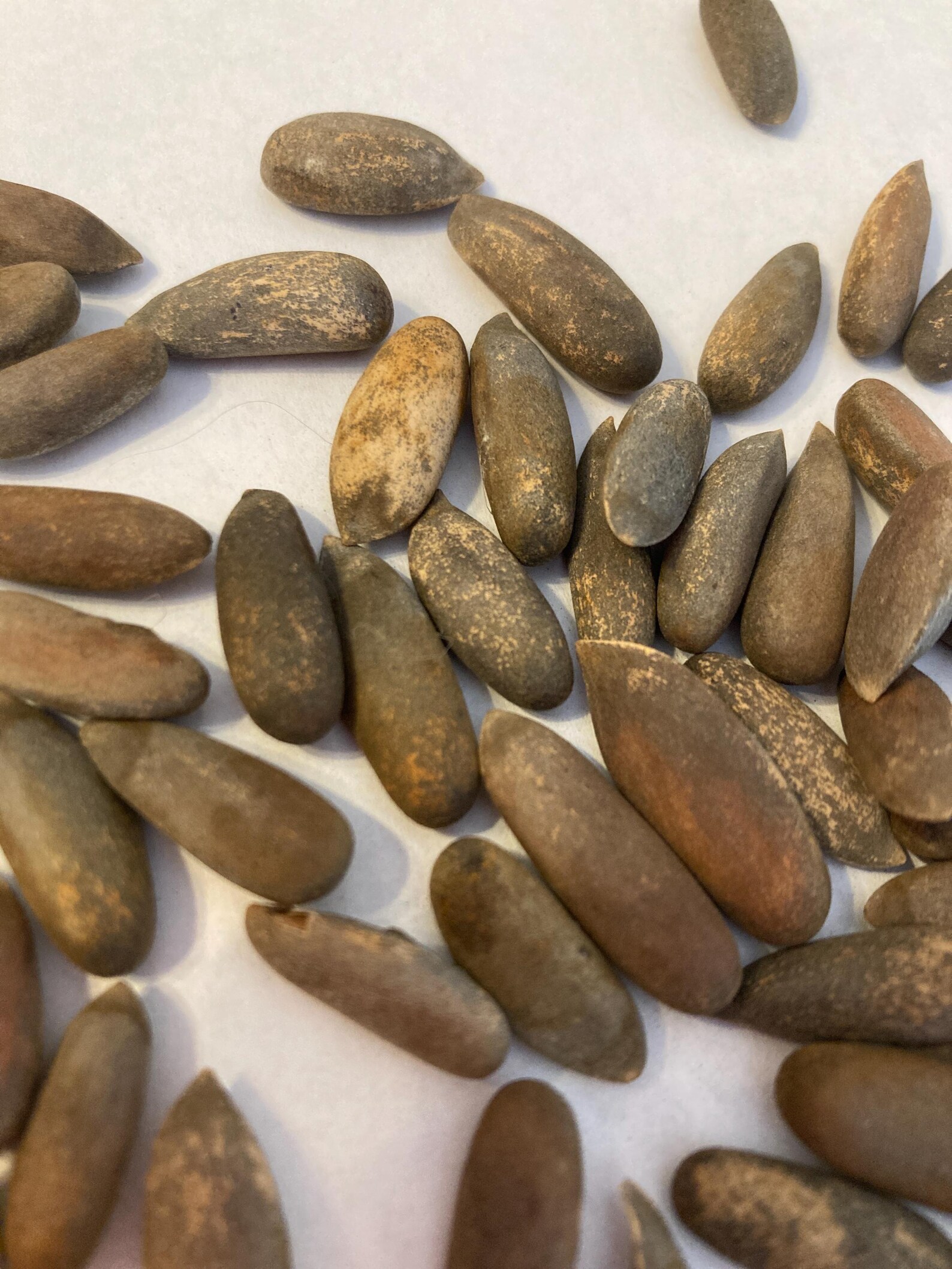 Chilgoza Pine Tree Seeds (PINUS GERARDIANA) - Nepal Nut Pine - Etsy