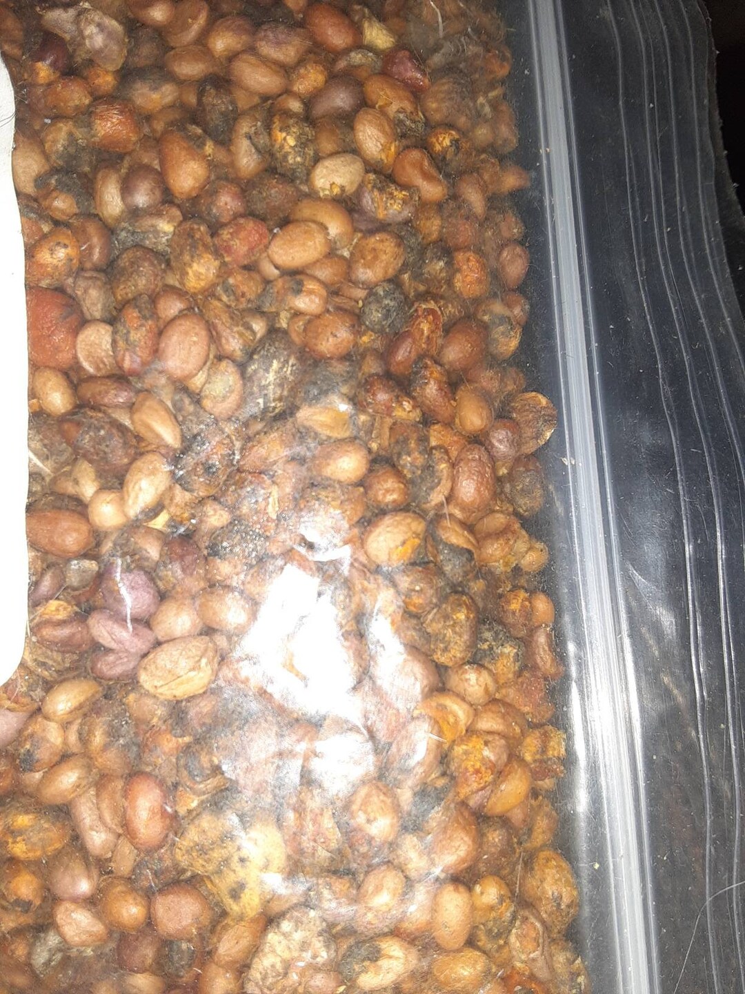 Hamilton's Spindle Tree Seeds EUONYMUS MAACKII - Etsy