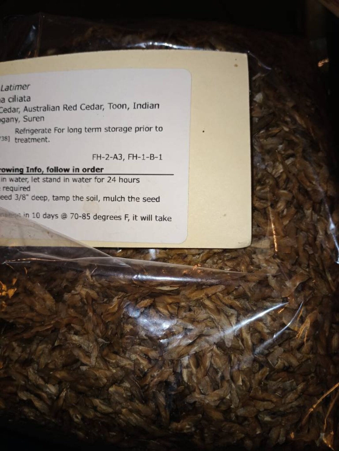 Indian Mahogany Tree Seeds TOONA CILIATA toon Tree - Etsy