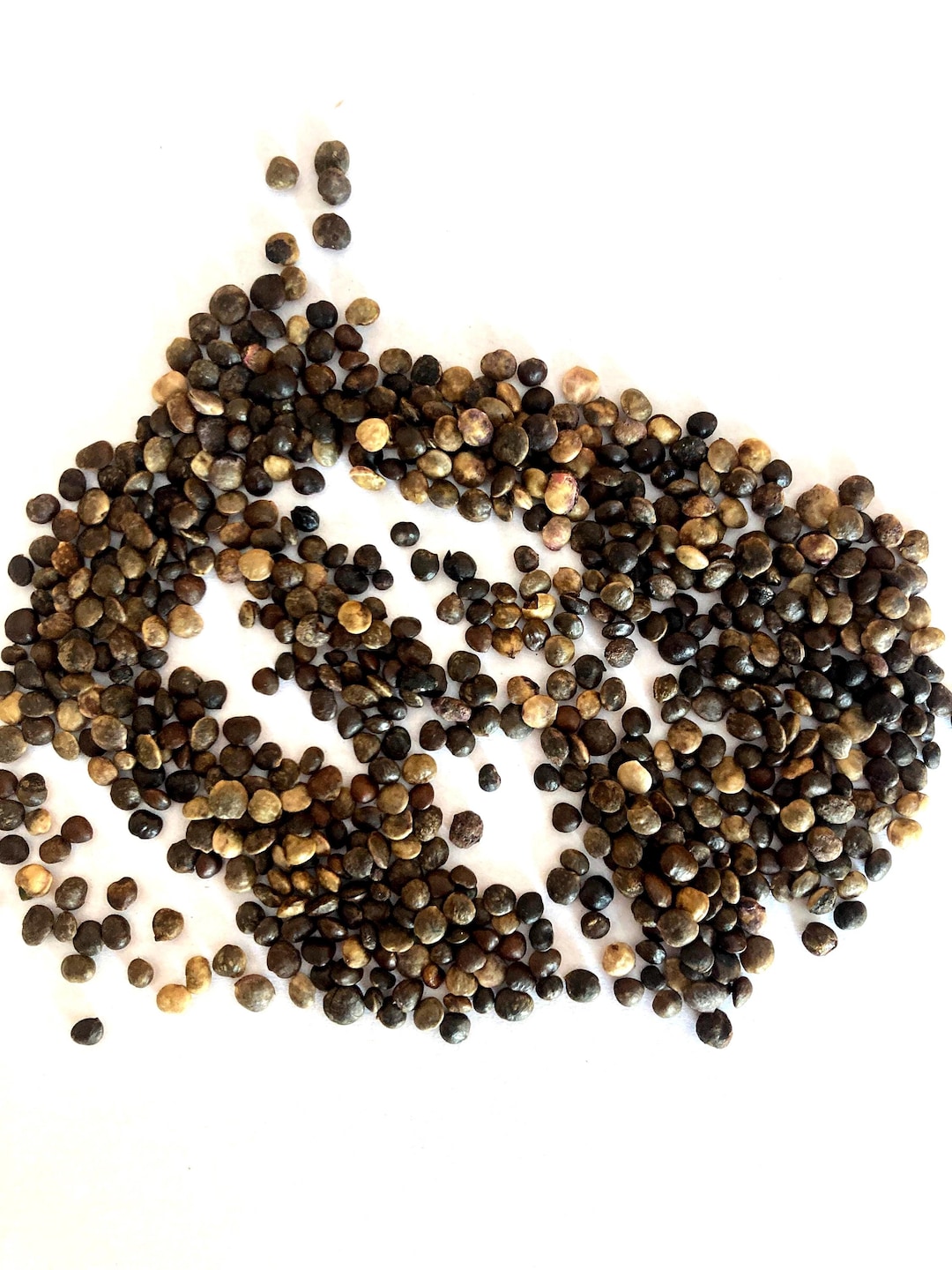 Mastic Tree Seeds (PISTACIA LENTISCUS) - Etsy