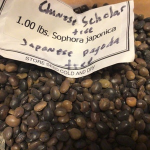 Japanese Pagoda Tree Seeds (SOPHORA JAPONICA) (chinese Scholar Tree) - Etsy