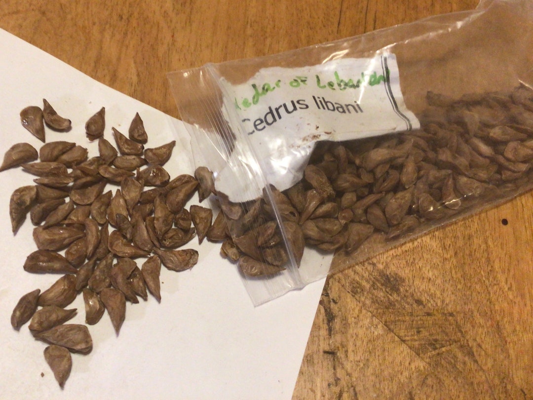 Cedar of Lebanon Tree Seeds CEDRUS LIBANI lebanese Cedar - Etsy