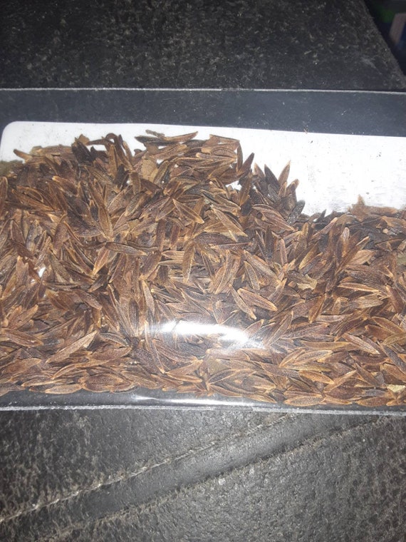 Nodding Lilac Tree Seeds syringa Komarowii Reflexa - Etsy