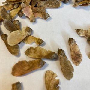 Kihachijo Japanese Maple Tree Seeds (ACER PALMATUM 'kihachijo') - Etsy