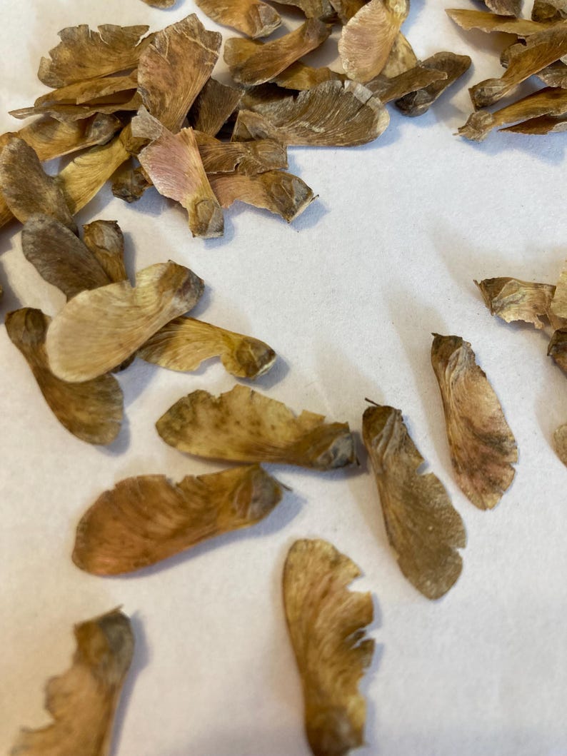 Kihachijo Japanese Maple Tree Seeds (ACER PALMATUM 'kihachijo') - Etsy
