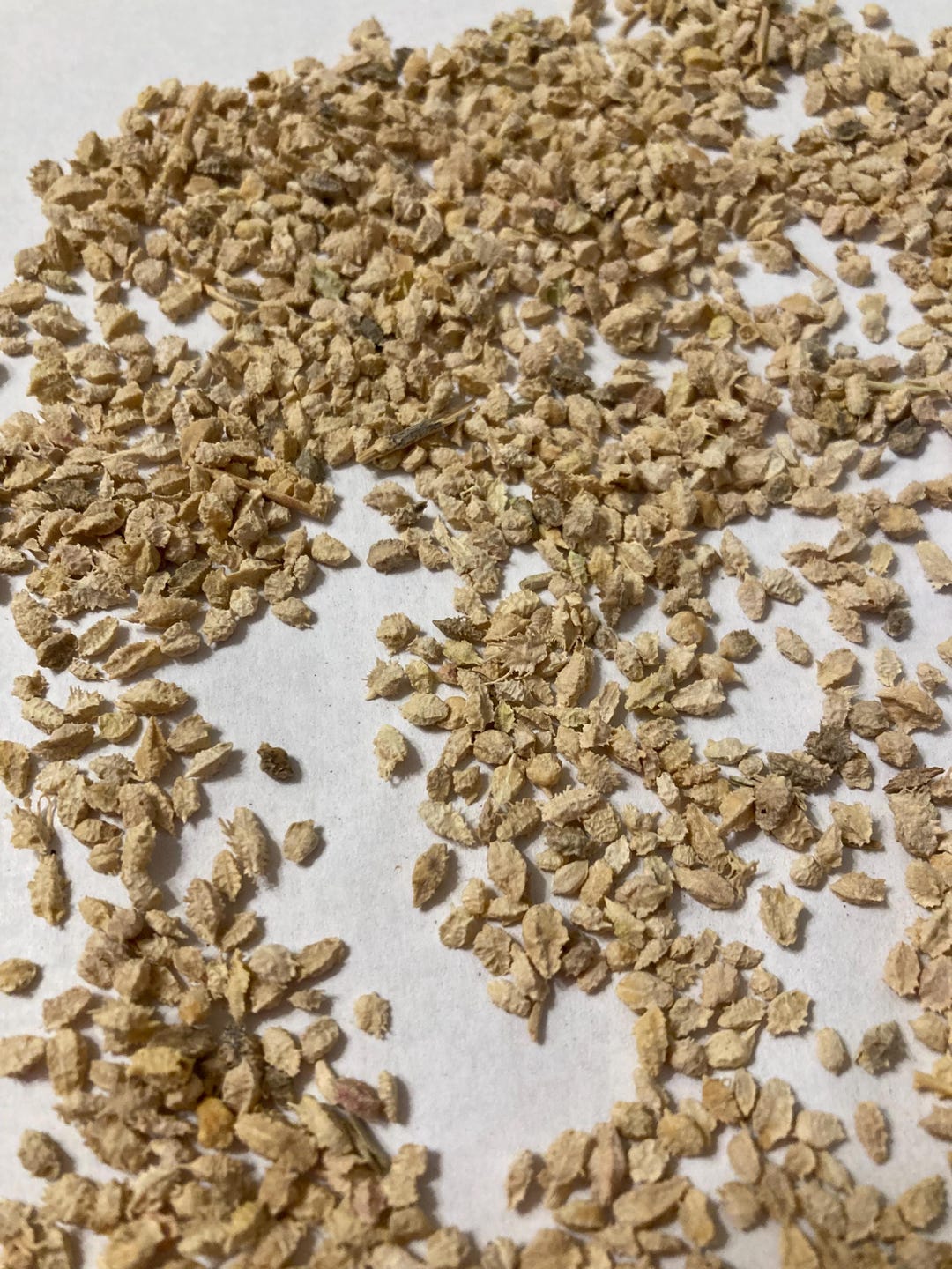 Four Wing Salt Bush Seeds (ATRIPLEX CANESCENS) (chamiso) (chamiza Tree ...