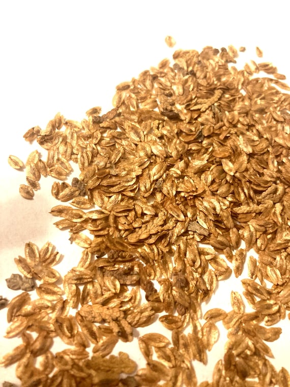 Northern White Cedar Tree Seeds Northern White Cedar (thuja