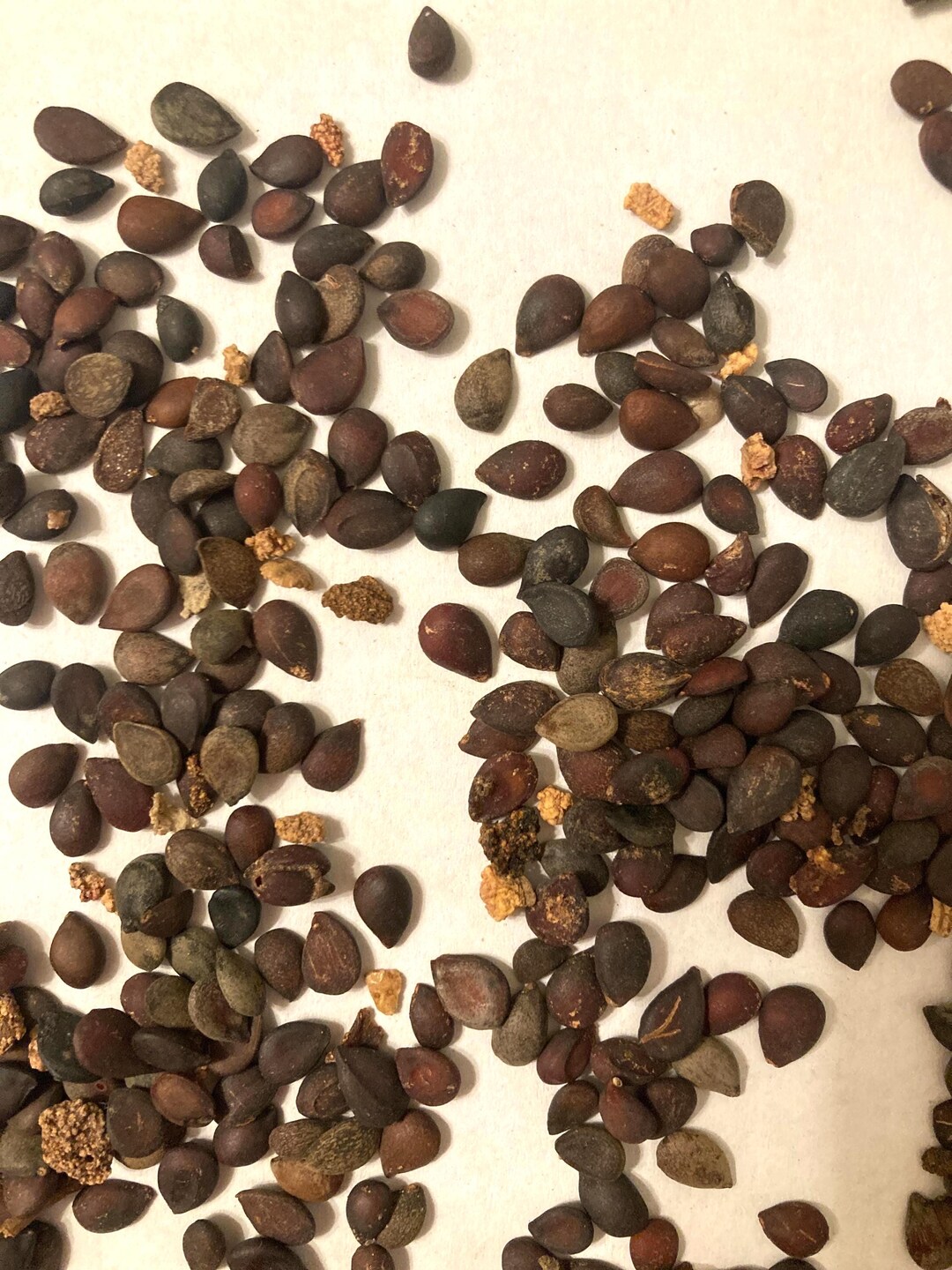 Chinese Sand Pear Tree Seeds (PYRUS PYRIFOLIA) (chinese Pear)(sand Pear ...