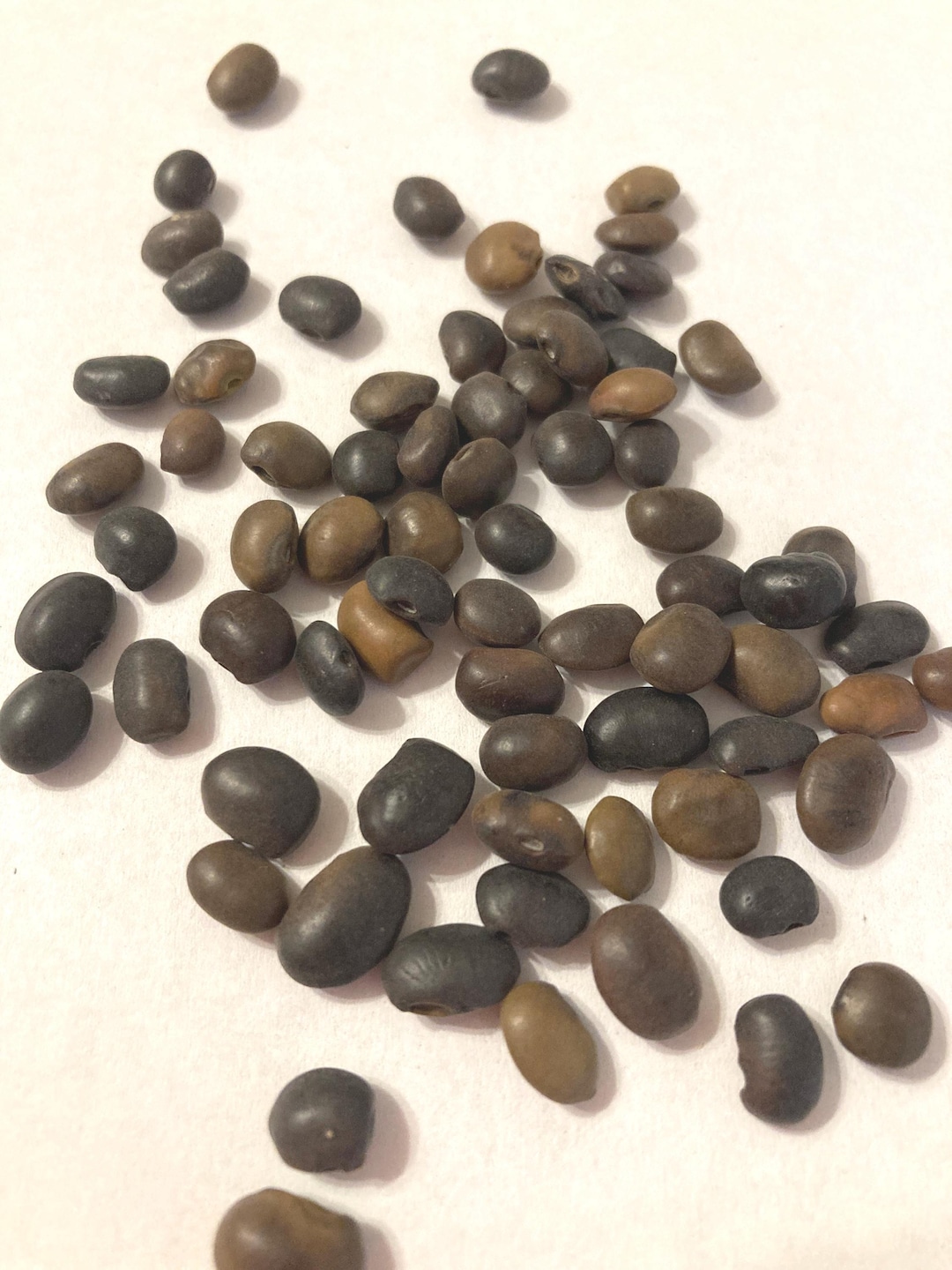 Japanese Pagoda Tree Seeds (SOPHORA JAPONICA) (chinese Scholar Tree) - Etsy