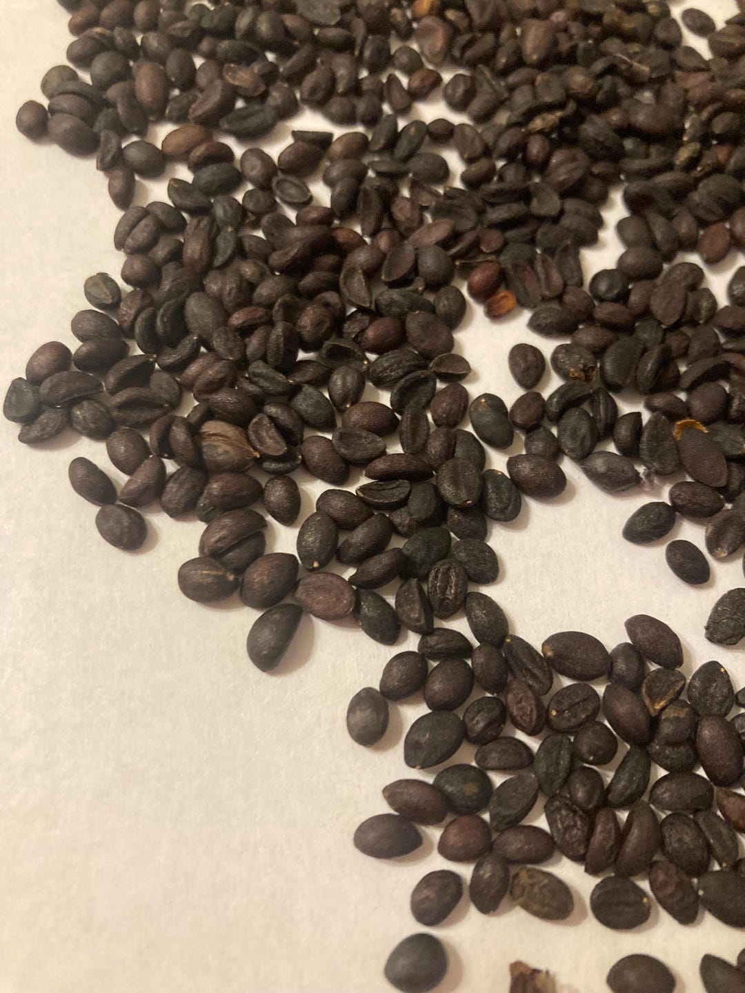 Common Privet Shrub Seeds (LIGUSTRUM VULGARE) (european Privet) - Etsy