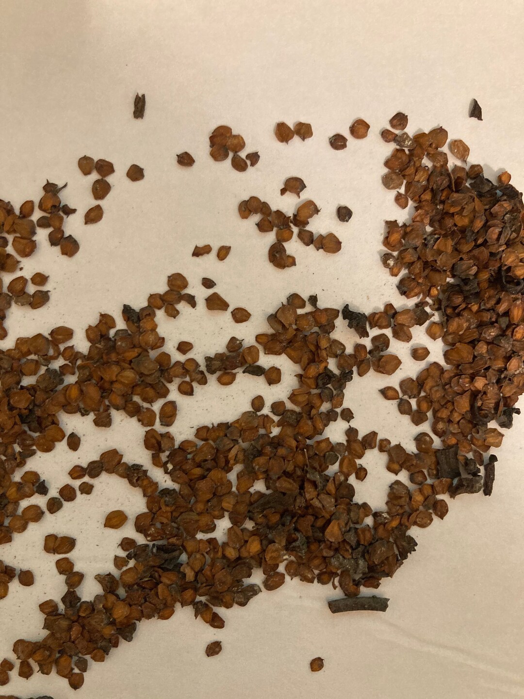 Hazel Alder Tree Seeds , Speckled Alder Tree Seeds, Smooth Alder Tree ...