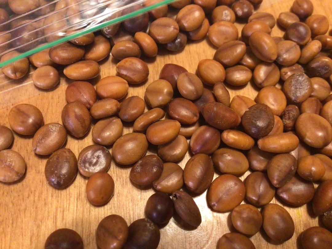 Red Shower Tree Seeds (CASSIA JAVANICA) - Etsy