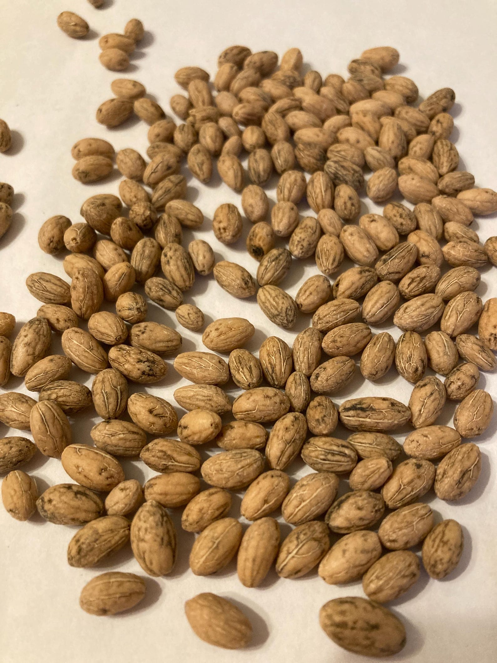 Common Olive Tree Seeds (OLEA EUROPAEA) (european Olive) - Etsy