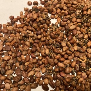 Hamilton's Spindle Tree Seeds (EUONYMUS MAACKII) - Etsy