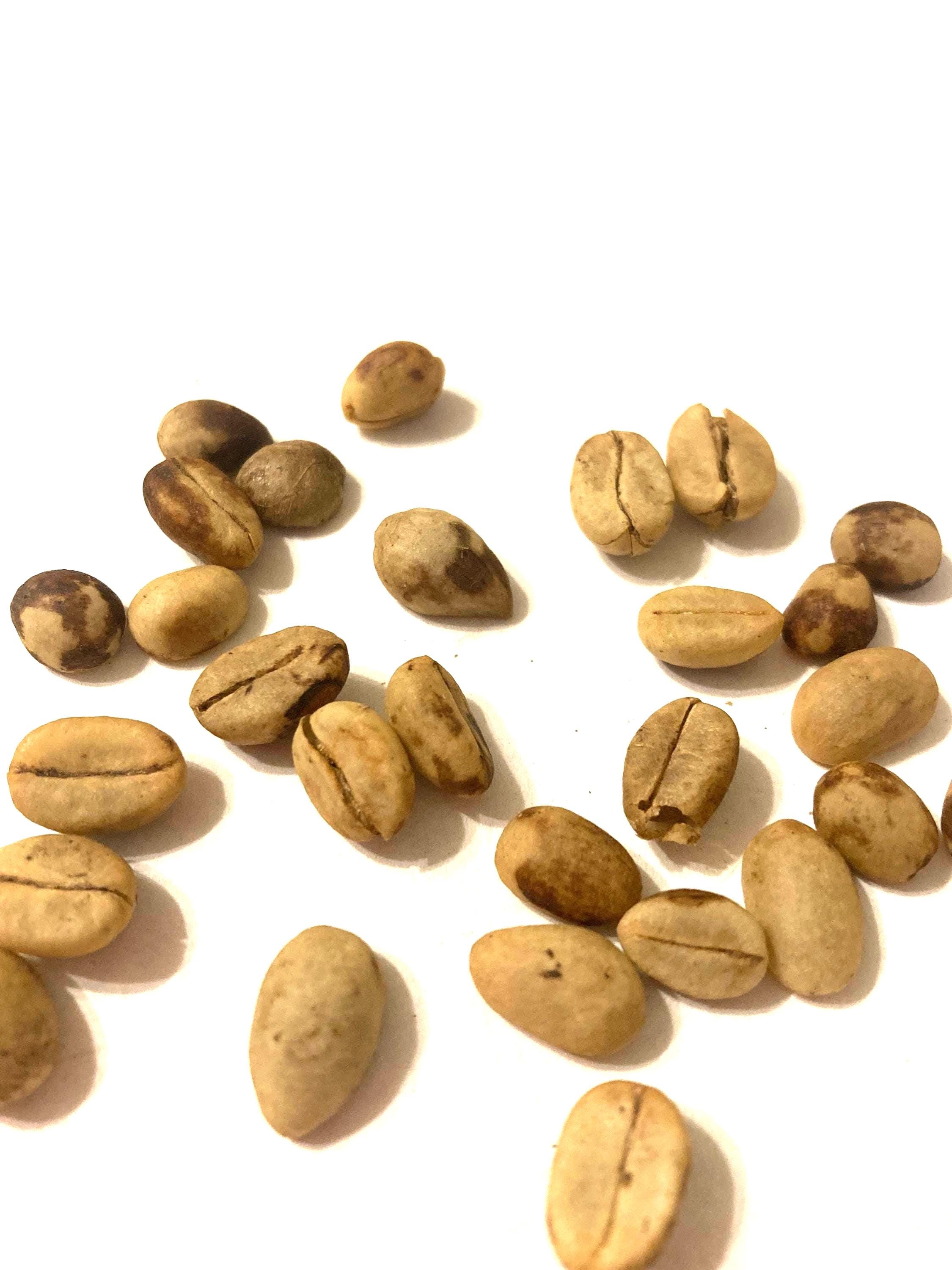 Arabian Coffee Tree Seeds (COFFEA Arabica)(mountain Coffee Shrub) - Etsy
