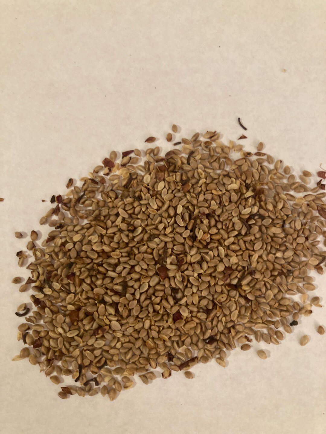 Finetooth Holly Tree Seeds (ILEX SERRATA) - Etsy