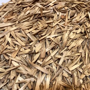 Green Ash Tree Seeds (FRAXINUS PENNSYLVANICA) (red Ash) (northern Red ...