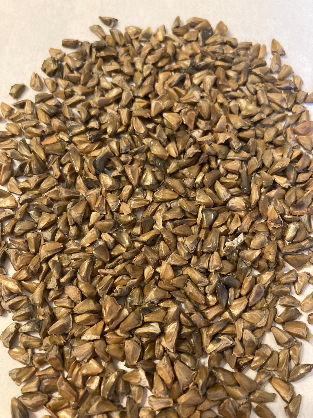 Southern Balsam Tree Seeds (ABIES FRASERI) (fraser Fir) - Etsy