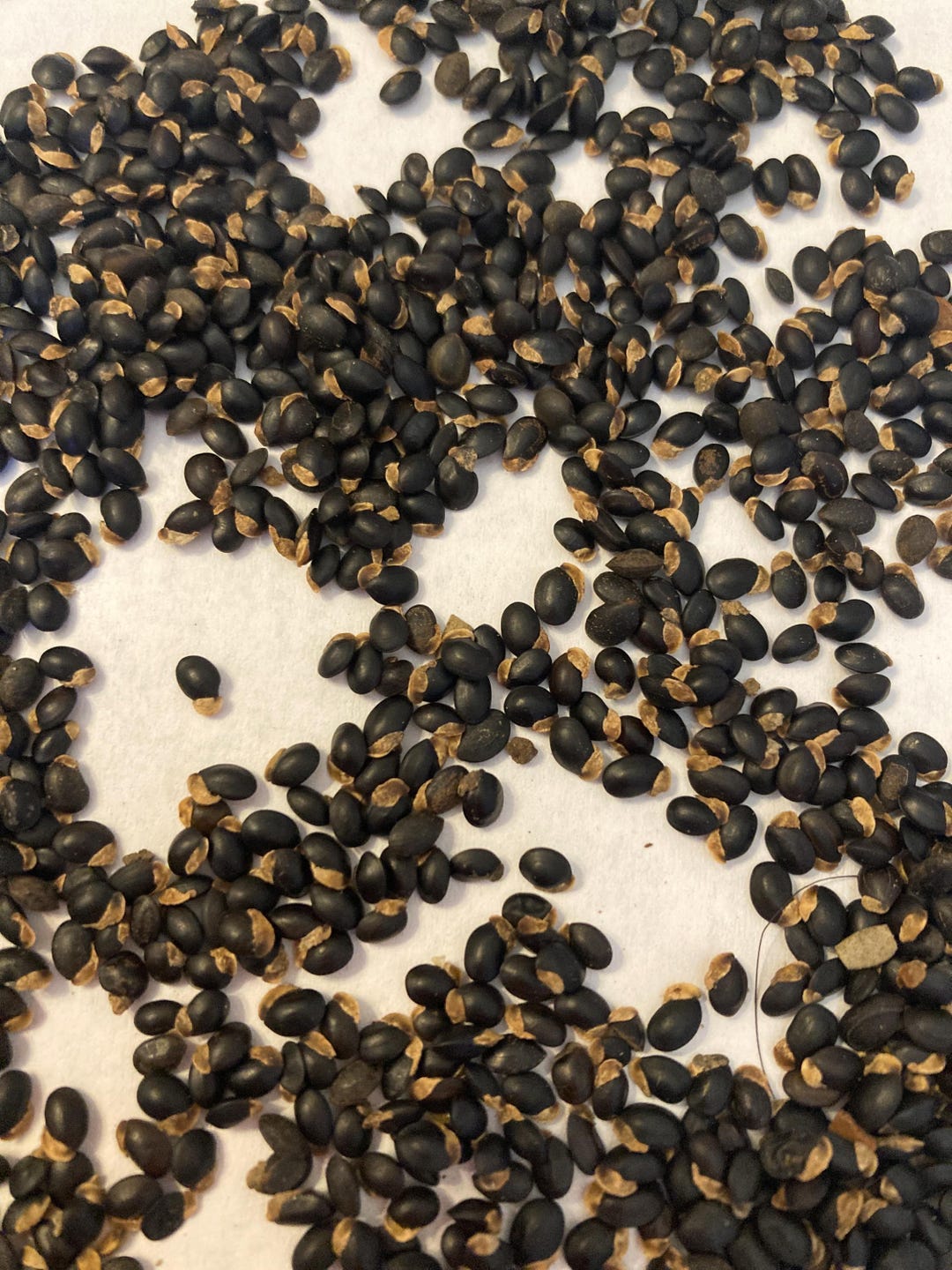 Green Wattle Tree Seeds (ACACIA Decurrens)(green Wattle Acacia) (sidney ...