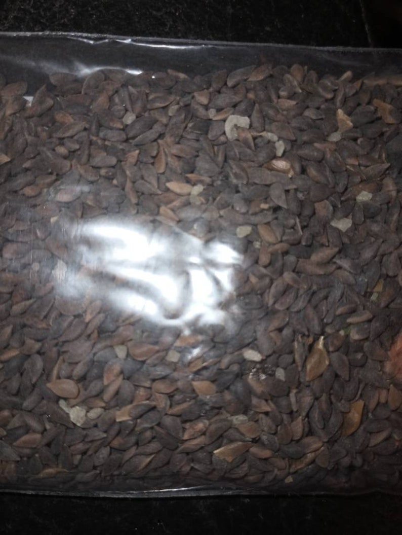 Norway Spruce Tree Seeds picea Abies European - Etsy