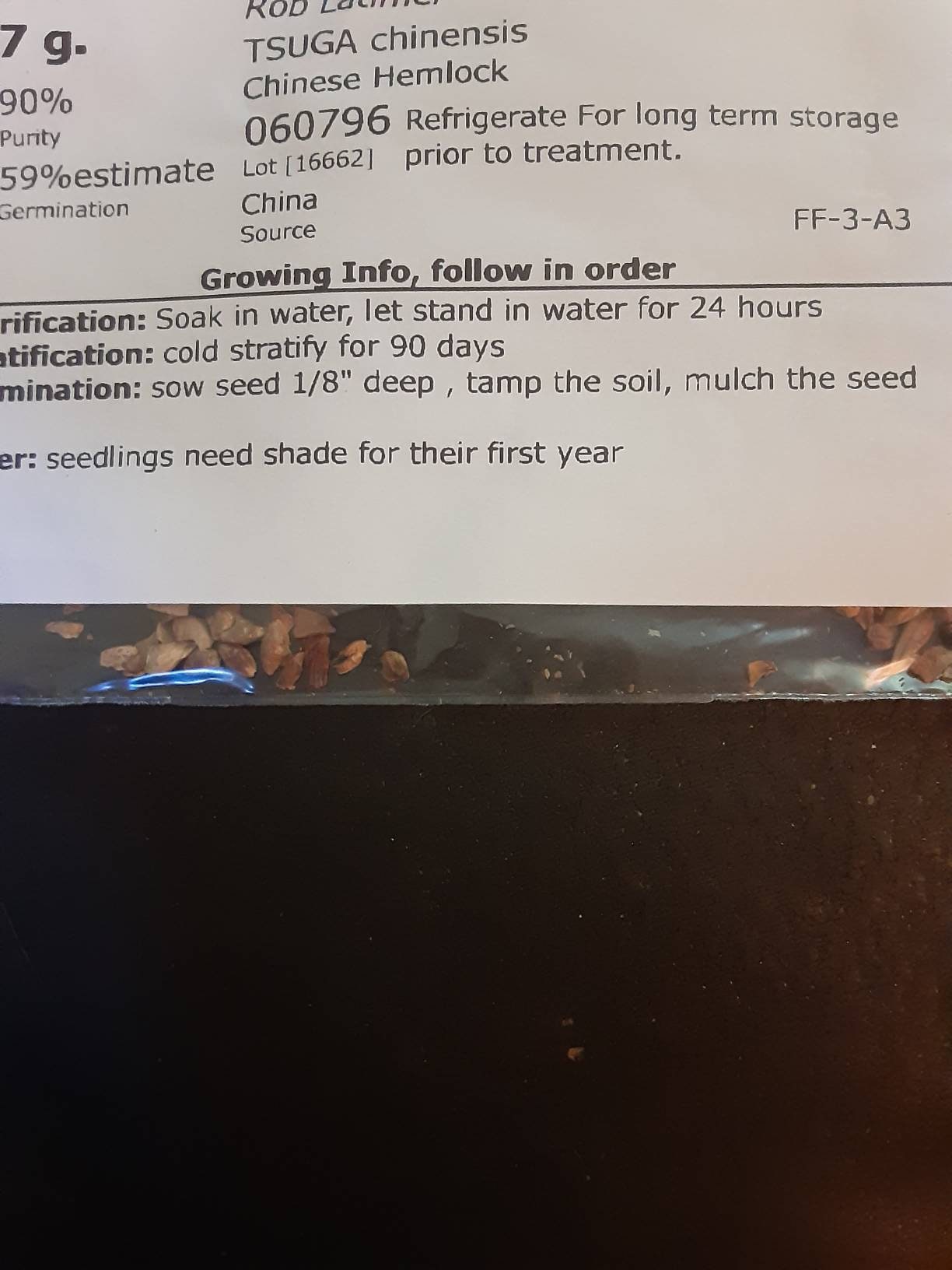 Chinese Hemlock Tree Seeds tsuga Chinensis - Etsy