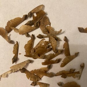 Trident Maple Tree Seeds (ACER BUERGERIANUM) (wing Intact) - Etsy