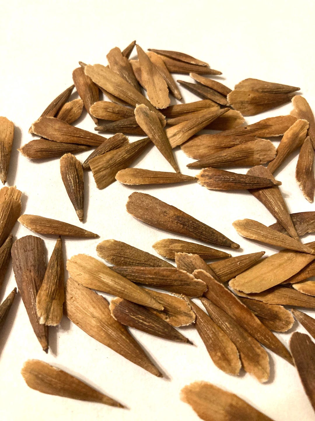 Pumpkin Ash Tree Seeds (FRAXINUS PROFUNDA) - Etsy