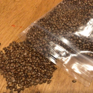 Eastern Red Cedar Tree Seeds (JUNIPERUS VIRGINIANA) - Etsy